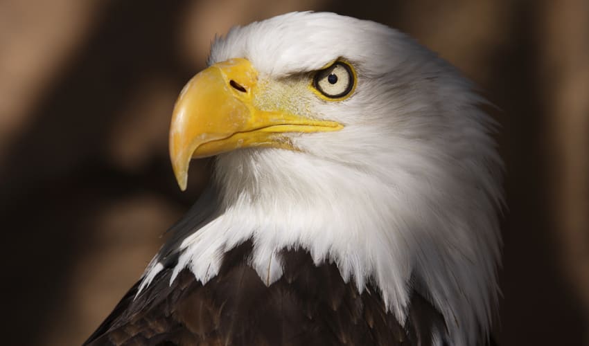 Accipitridae: facts, distribution & population | BioDB