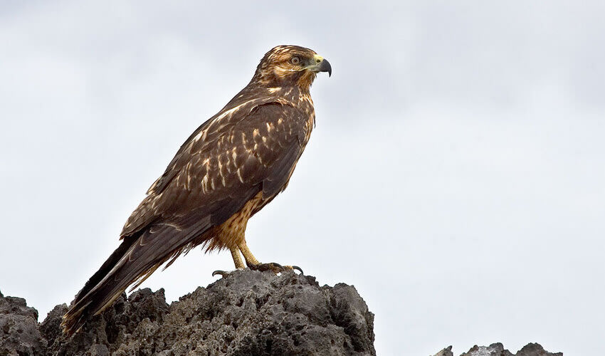 Accipitridae: facts, distribution & population | BioDB