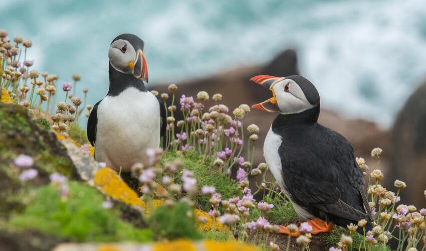 Alcidae – Auks, murres & puffins: facts, distribution & population | BioDB