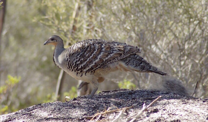 Megapod' – Megapodes: facts, distribution & population | BioDB