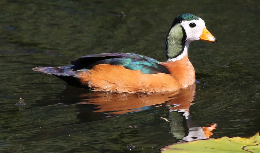 Nettapus – Pygmy geese: facts, distribution & population | BioDB