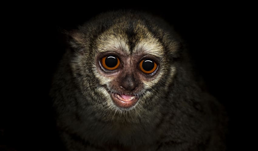 Aotidae - Night monk': facts, distribution & population | BioDB