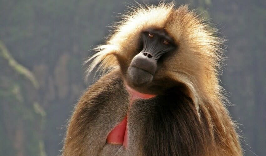 Theropithecus – Gelada: facts, distribution & population | BioDB