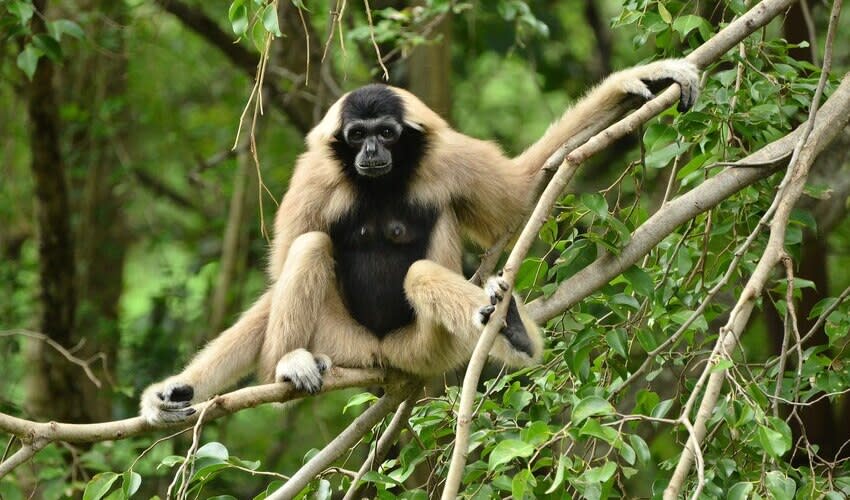 Hylobatidae - Gibbons: facts, distribution & population | BioDB