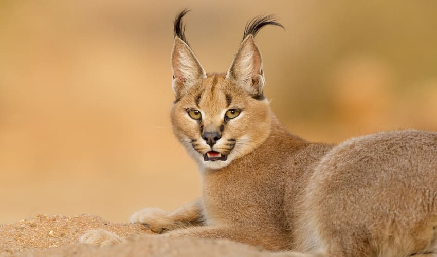 Felidae - Cats: facts, distribution & population | BioDB