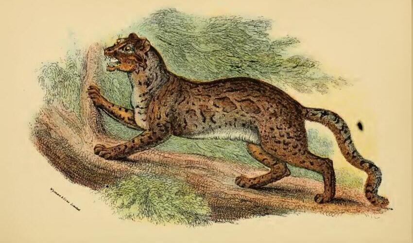 Felidae - Cats: facts, distribution & population | BioDB