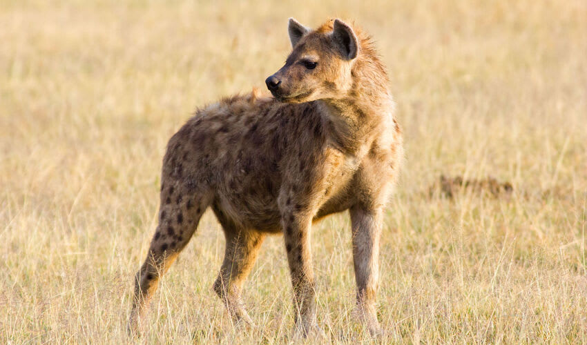 Hyaenidae - Hyenas: facts, distribution & population | BioDB