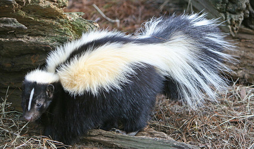 Mephitidae - Skunks: facts, distribution & population | BioDB