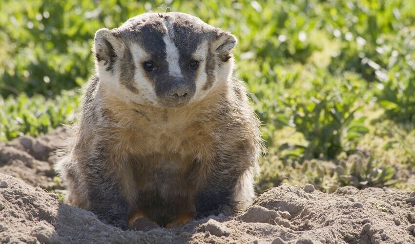 Mustelidae - Mustelids: facts, distribution & population | BioDB