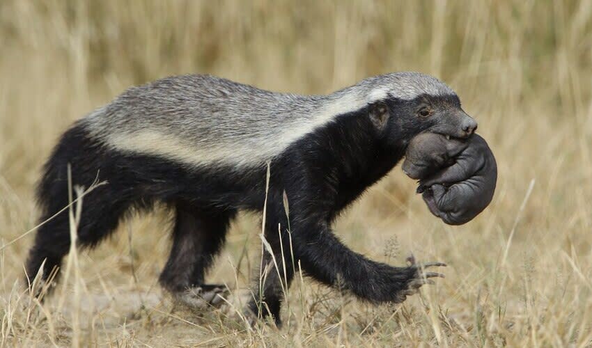 Mustelidae - Mustelids: facts, distribution & population | BioDB