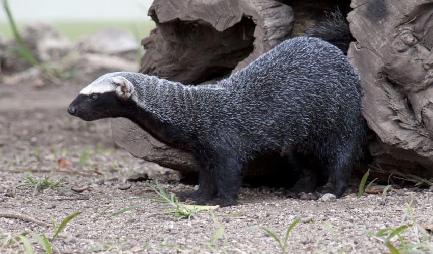 Mustelidae - Mustelids: facts, distribution & population | BioDB