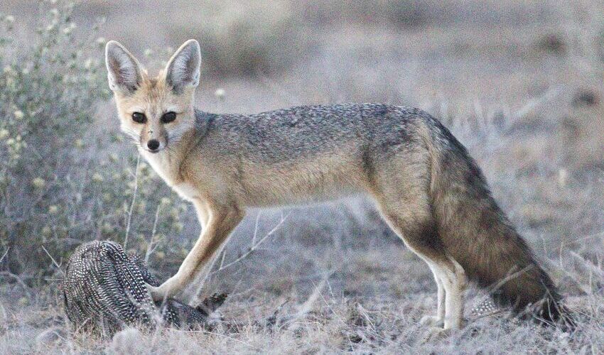 Vulpes - True foxes: facts, distribution & population | BioDB
