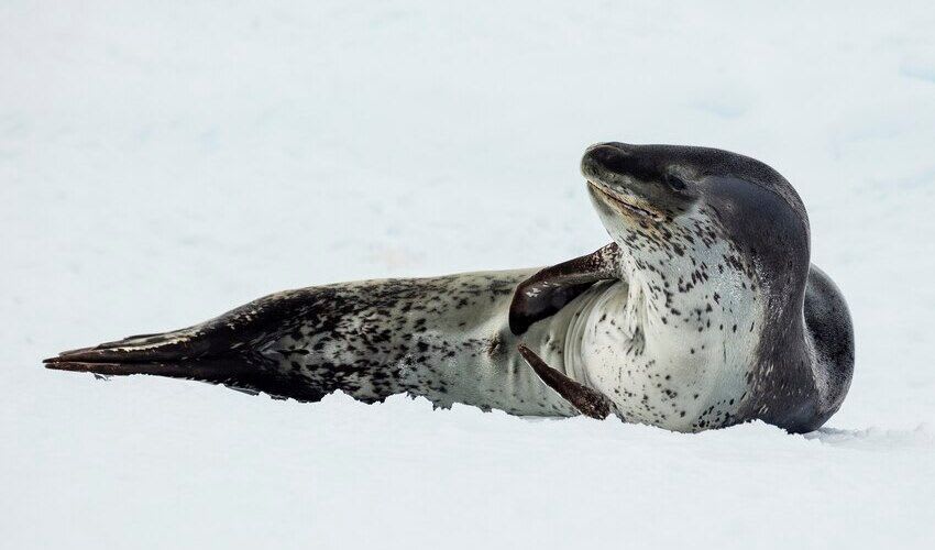 Phocidae - Earless seals: facts, distribution & population | BioDB