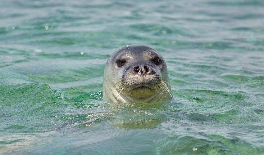 Phocidae - Earless seals: facts, distribution & population | BioDB