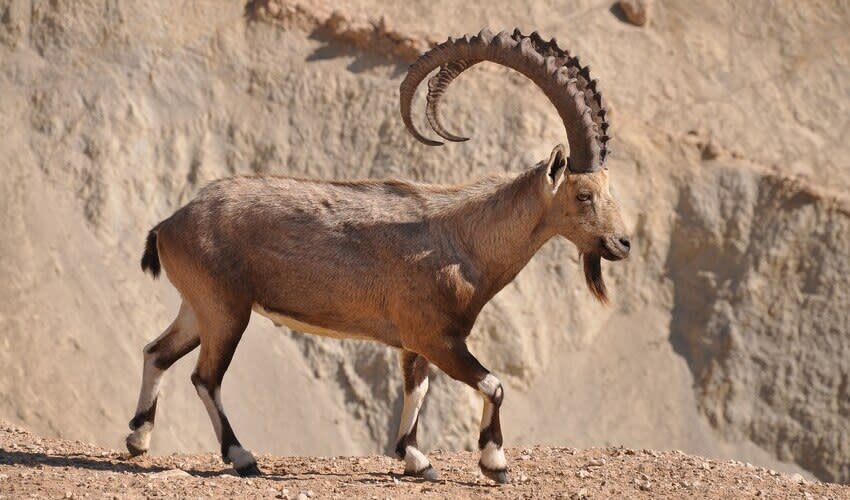 Capra - Goats & ibexes: facts, distribution & population | BioDB