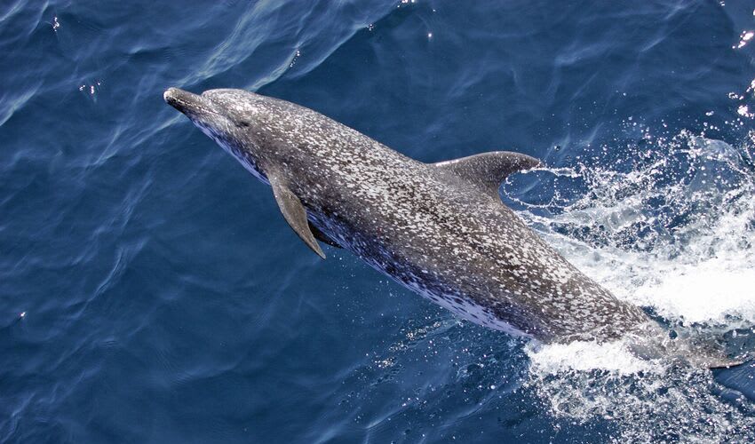 Delphinidae - Oceanic dolphins: facts, distribution & population | BioDB