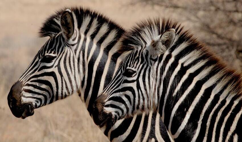 Equus - Horses: facts, distribution & population | BioDB