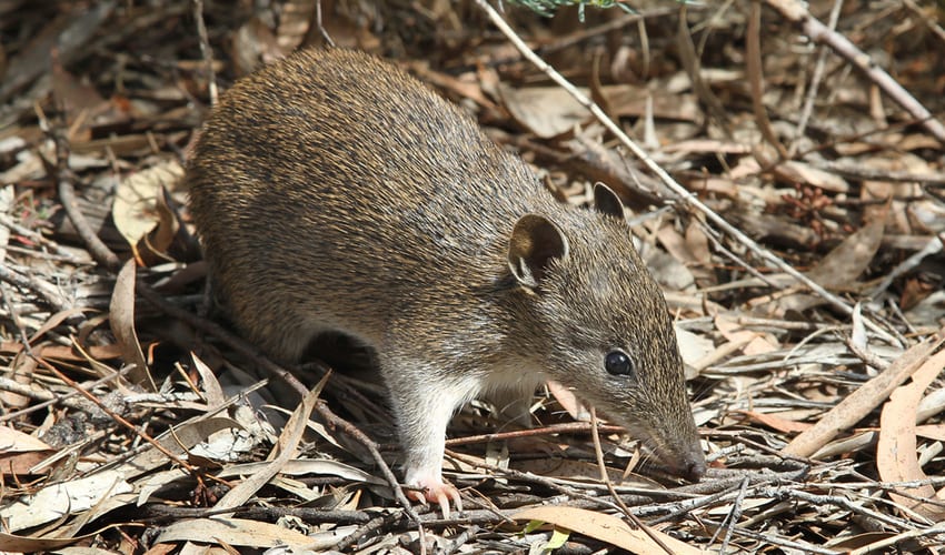 Isoodon - Short-nosed bandicoots: facts, distribution & population | BioDB