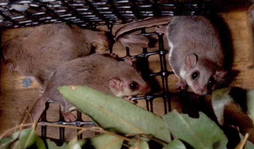 Acrobatidae - Feathertail gliders & pygmy gliders: facts, distribution ...