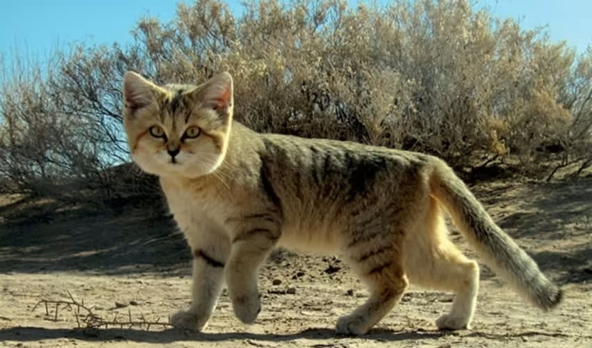 Felis - Small cats: facts, distribution & population | BioDB