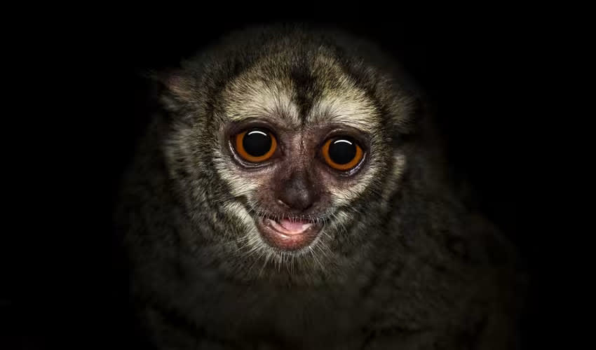 Aotus – Night monkeys: facts, distribution & population | BioDB