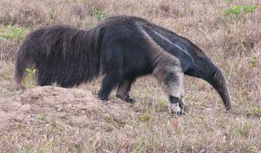 Myrmecophagidae - Anteaters: facts, distribution & population | BioDB