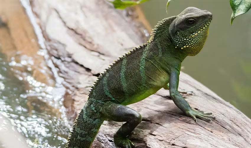 Agamidae – Agamas: facts, distribution & population | BioDB