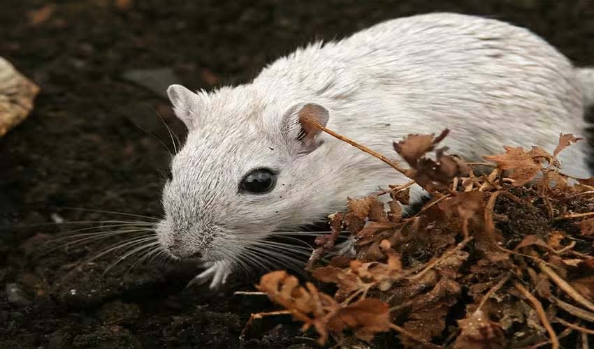 Muridae - Murids: facts, distribution & population | BioDB