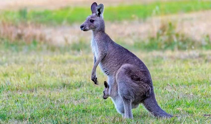 Macropodidae - Kangaroos & wallabies: facts, distribution & population ...