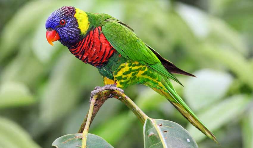 Psittaculidae – Old world parrots: facts, distribution & population | BioDB