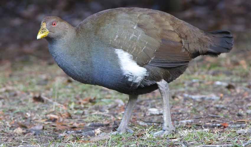 Rallidae – Rails, coots & moorhens: facts, distribution & population ...