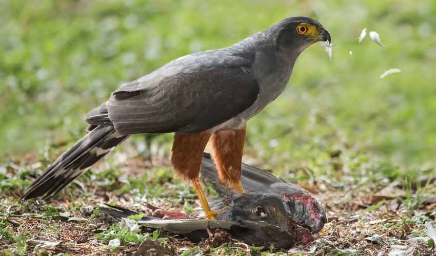 Accipitridae: facts, distribution & population | BioDB