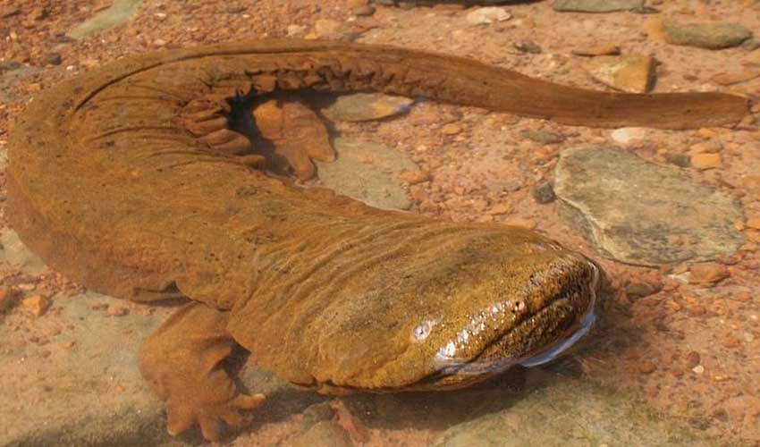 cryptobranchidae salamanders