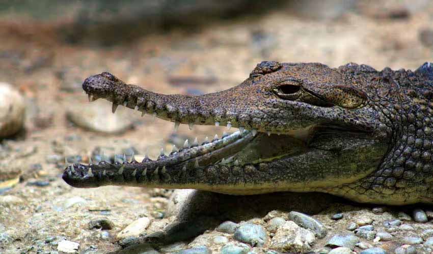 Crocodylus – True crocodiles: facts, distribution & population | BioDB