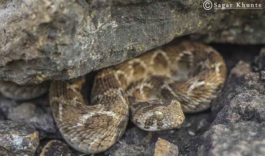 Viperidae – Vipers: facts, distribution & population | BioDB