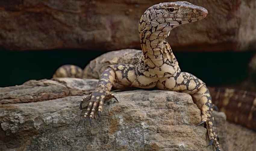 Varanus – Monitor lizards: facts, distribution & population | BioDB