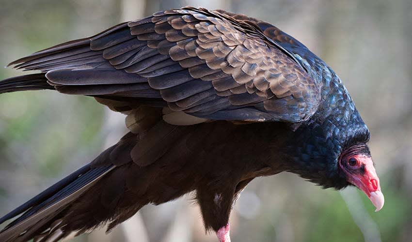 Turkey vulture facts, distribution & population | BioDB