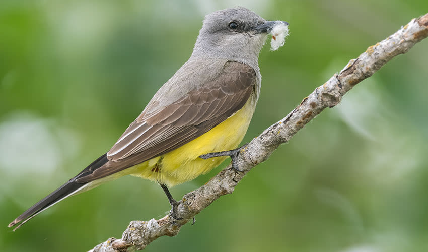 tyrant flycatcher range