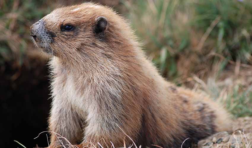 Olympic marmot facts, distribution & population | BioDB