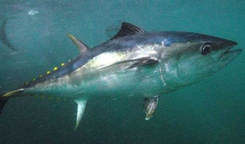 Southern bluefin tuna facts, distribution & population | BioDB