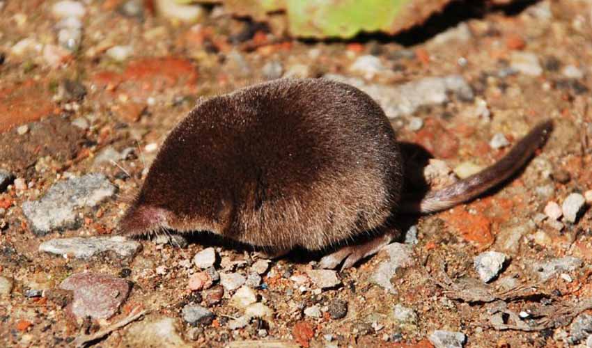 Eurasian pygmy shrew facts, distribution & population | BioDB
