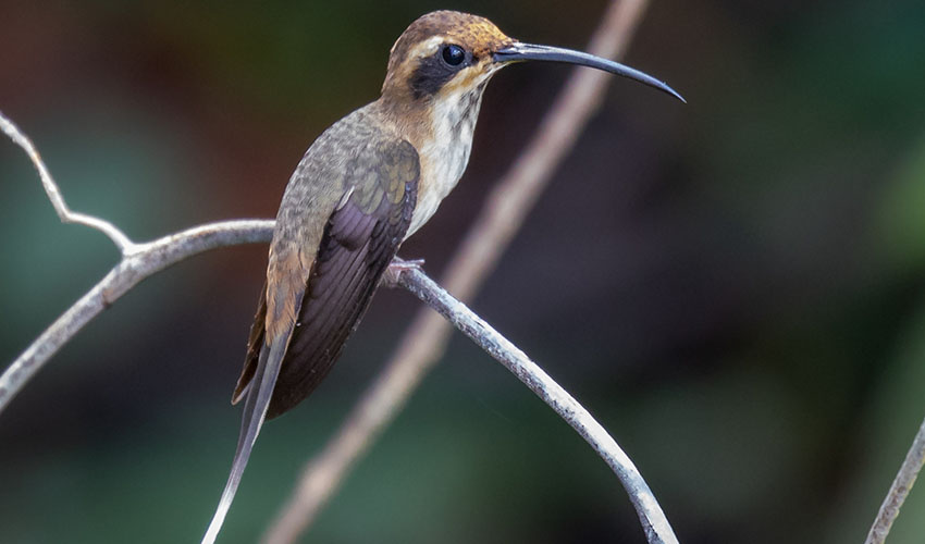 Phaethornis - Hermit hummingbirds: facts, distribution & population | BioDB
