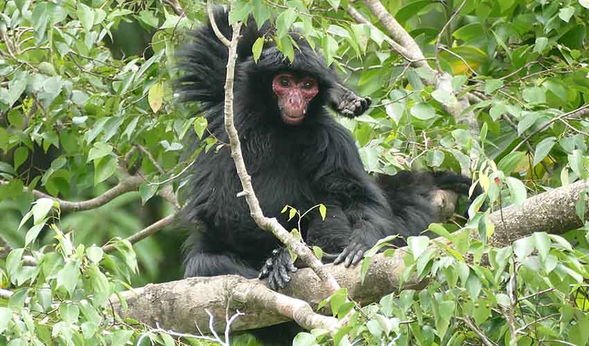 Red-faced spider monkey facts, distribution & population | BioDB