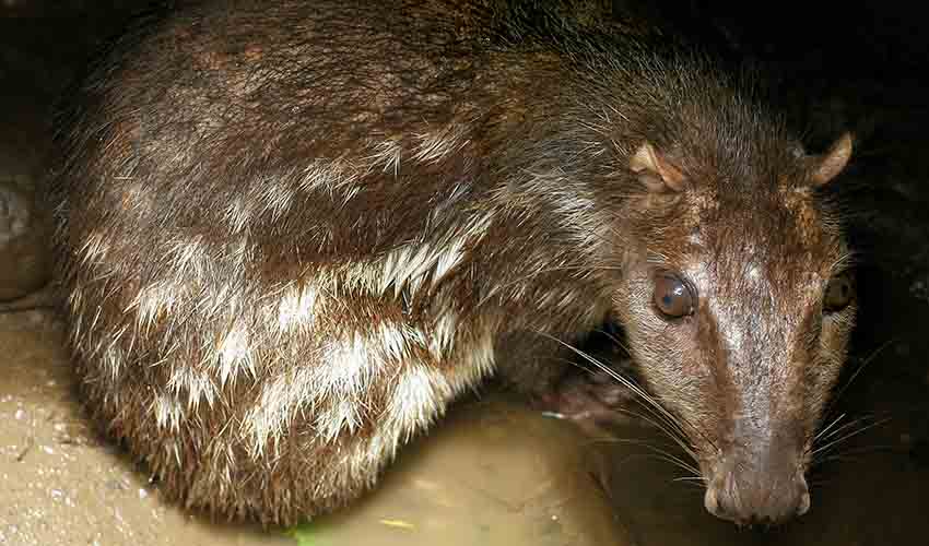 Lowland paca facts, distribution & population | BioDB