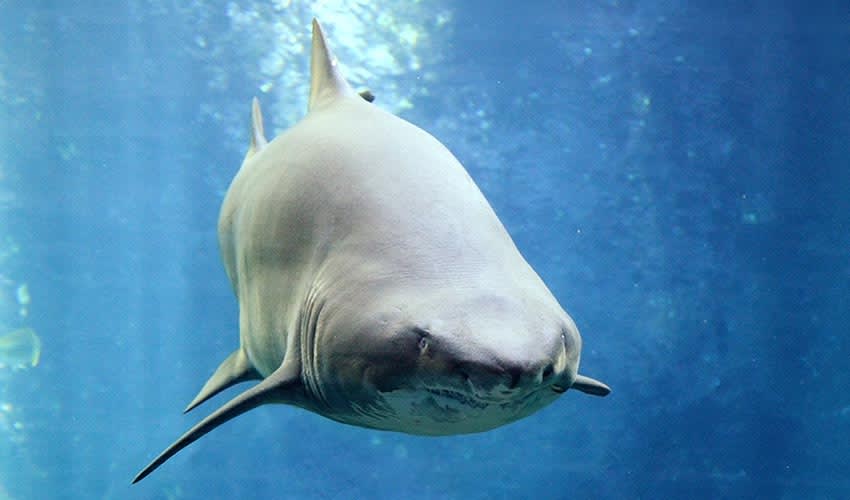 Lamniformes - Mackerel sharks: facts, distribution & population | BioDB