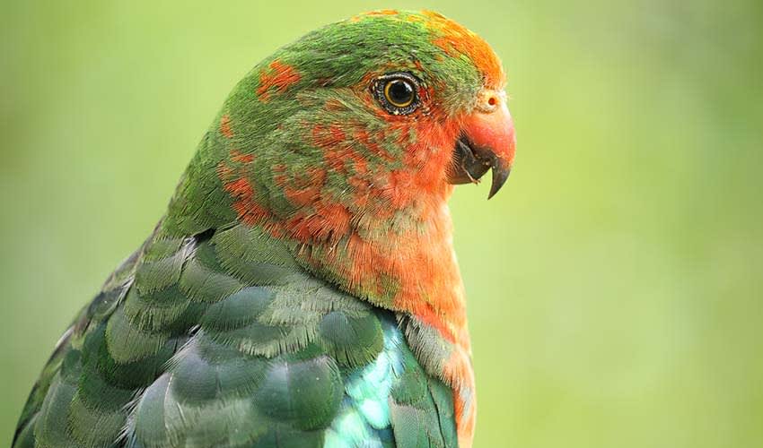 Psittaculidae – Old world parrots: facts, distribution & population | BioDB