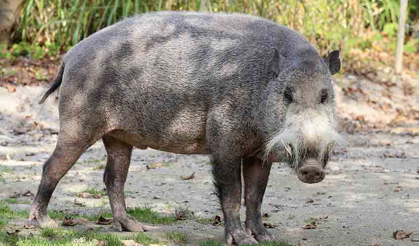 Sus – Pigs: facts, distribution & population | BioDB