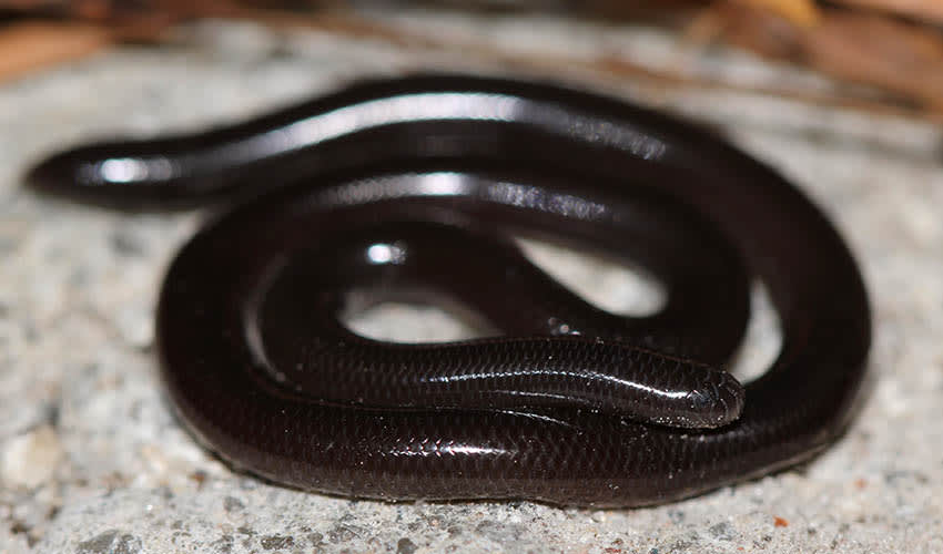 Indotyphlops: facts, distribution & population | BioDB