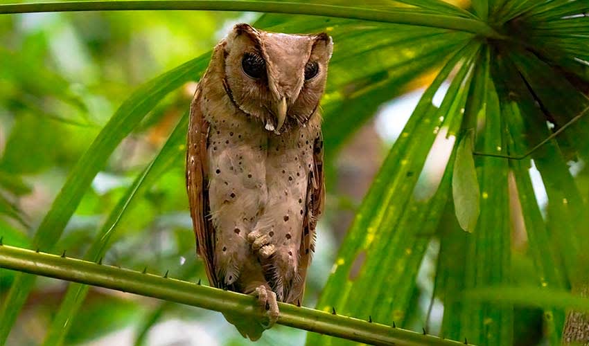 Oriental bay owl facts, distribution & population | BioDB