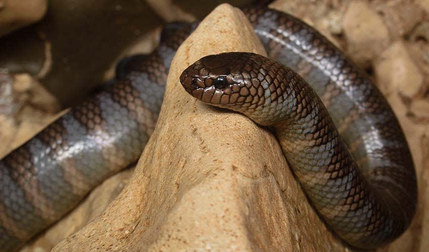 Black-banded sea krait facts, distribution & population | BioDB